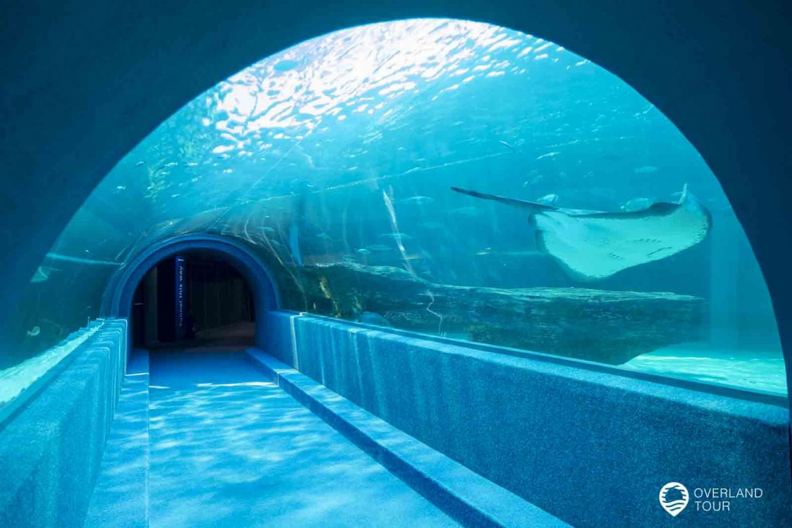 Entdecke das Two Oceans Aquarium - Erlebe die Unterwasserwelt